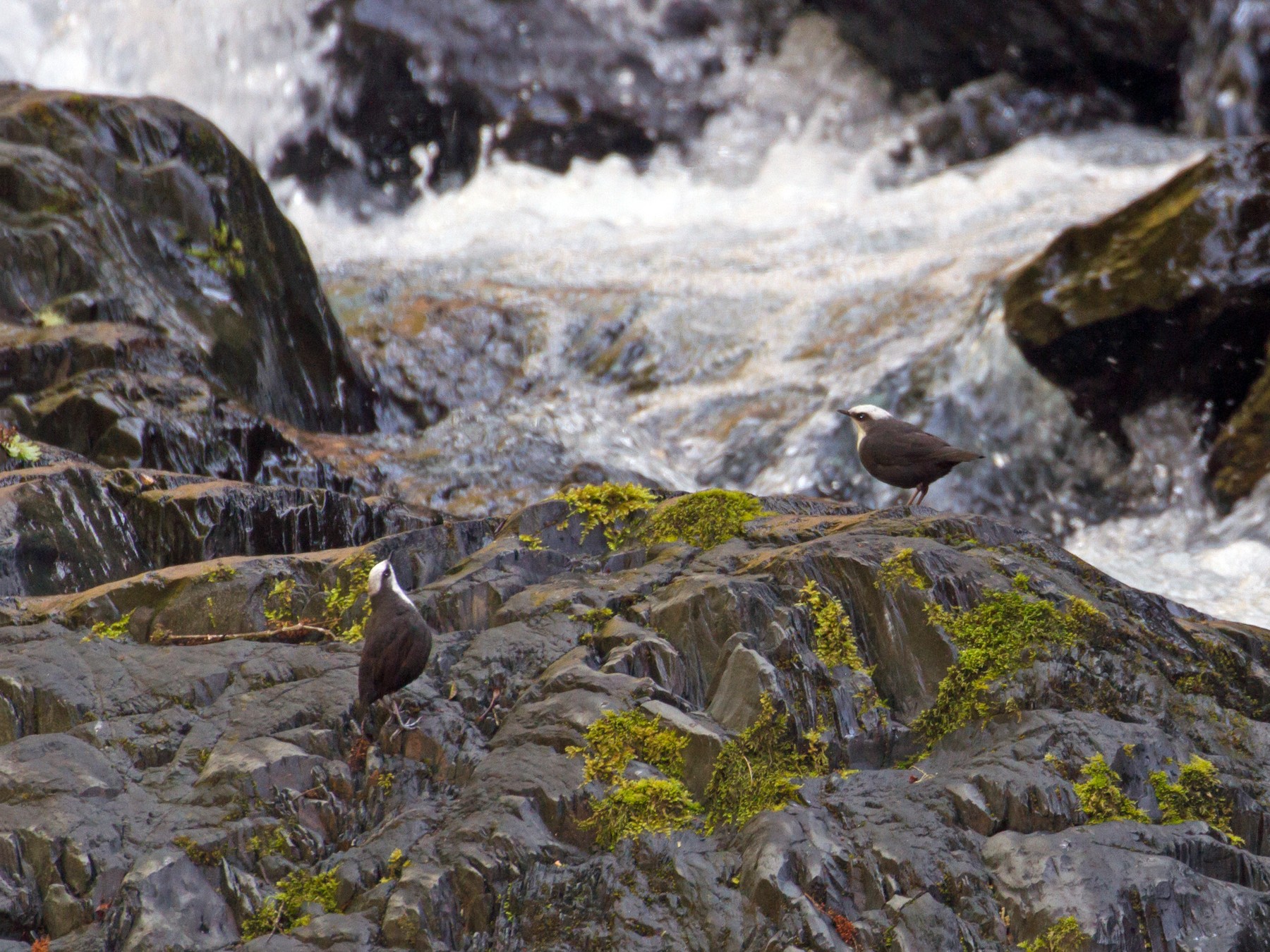 white-capped dipper - eBird