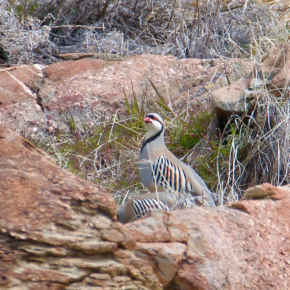 eBird Checklist - 8 Apr 2023 - Antelope Island State Park - 17 species