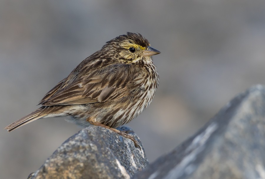 Chingolo Sabanero (grupo guttatus) - eBird