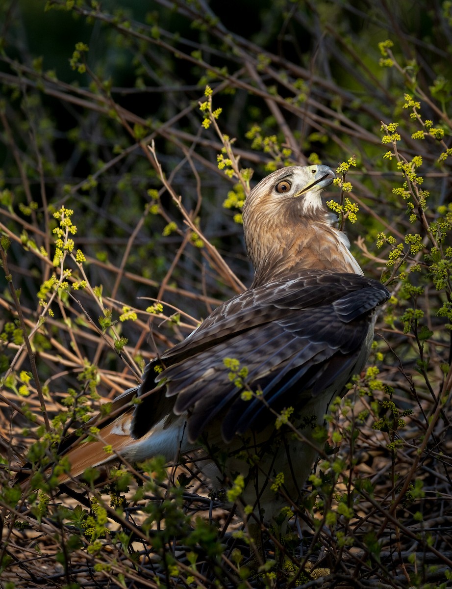 ML568689511 Red-tailed Hawk Macaulay Library