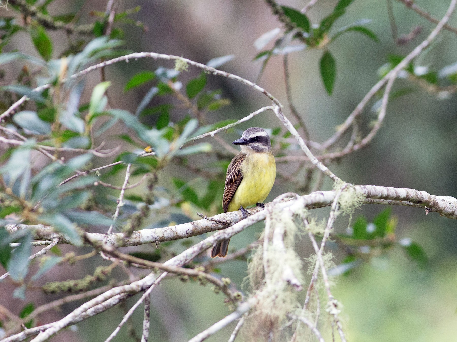 Atrapamoscas Corona Dorada - eBird