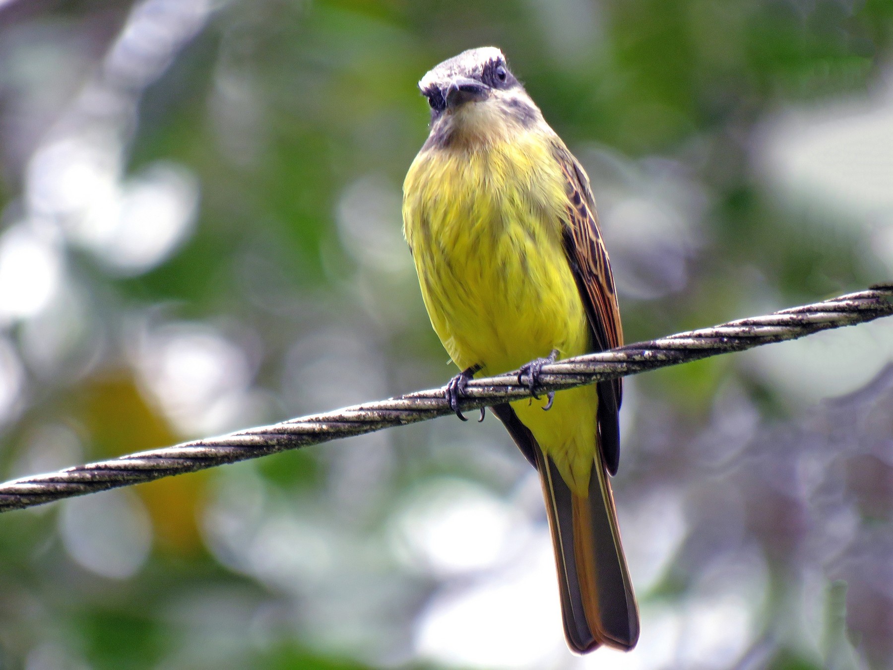 Mosquero Coronidorado - eBird