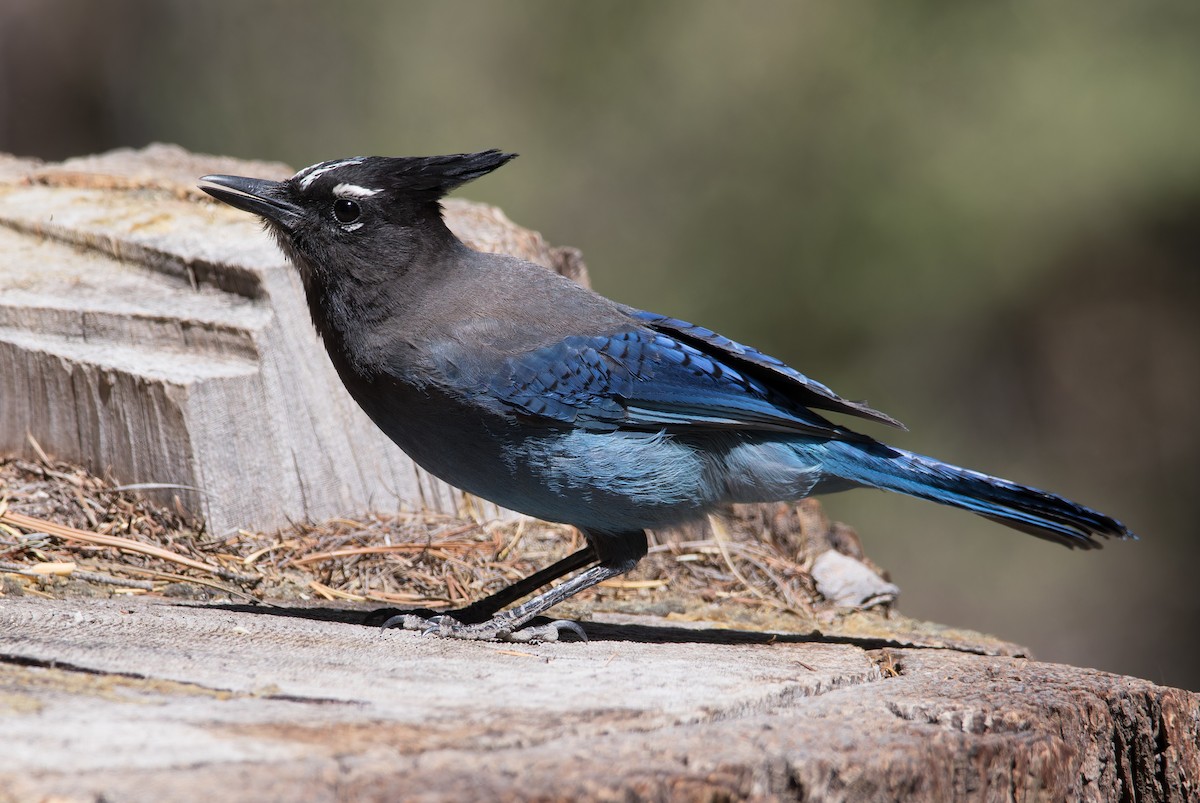 ML568708441 - Steller's Jay - Macaulay Library