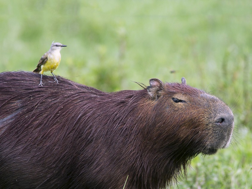 Picabuey - eBird