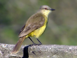 Cattle Tyrant - Machetornis rixosa - Birds of the World