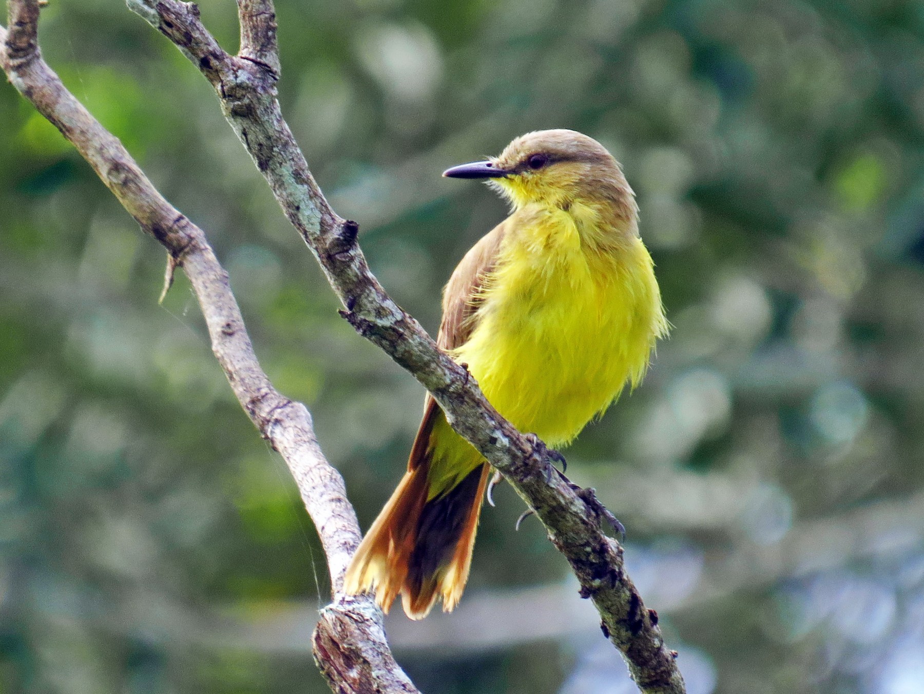 Cattle Tyrant - eBird