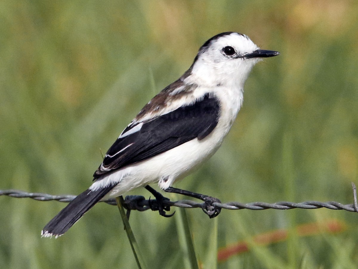 Pied Water-Tyrant - Fluvicola pica - Birds of the World