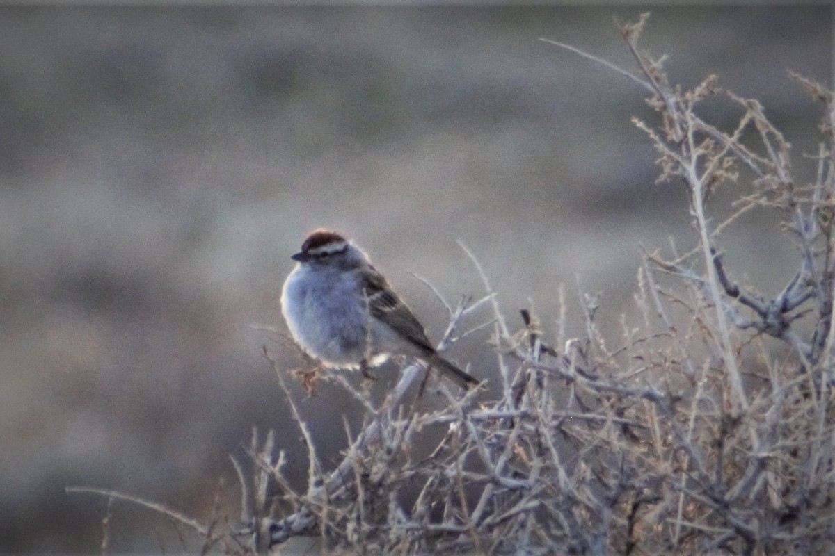 eBird Checklist - 5 May 2023 - Larimer CR 5 from CR 82 to 92 (bird from ...