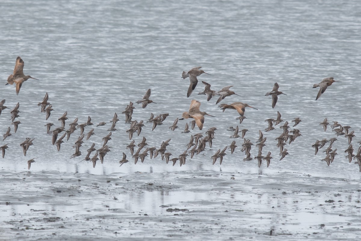 eBird Checklist - 6 May 2023 - Homer Spit--Mud Bay - 20 species