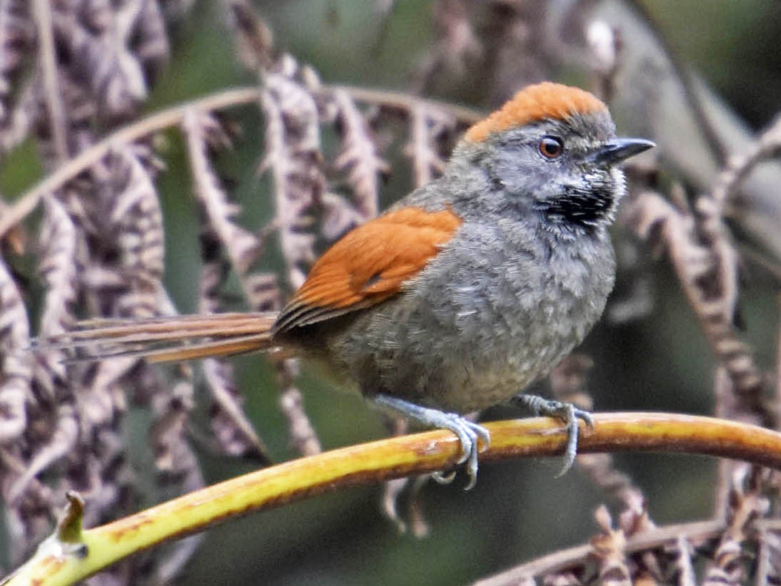 Azara's Spinetail - eBird