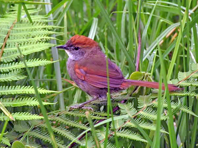 Azara's Spinetail - eBird