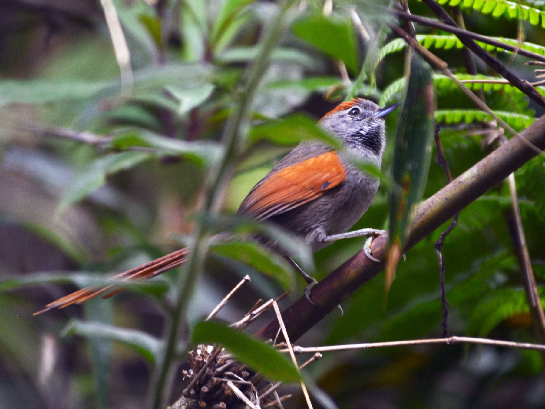 Azara's Spinetail - eBird