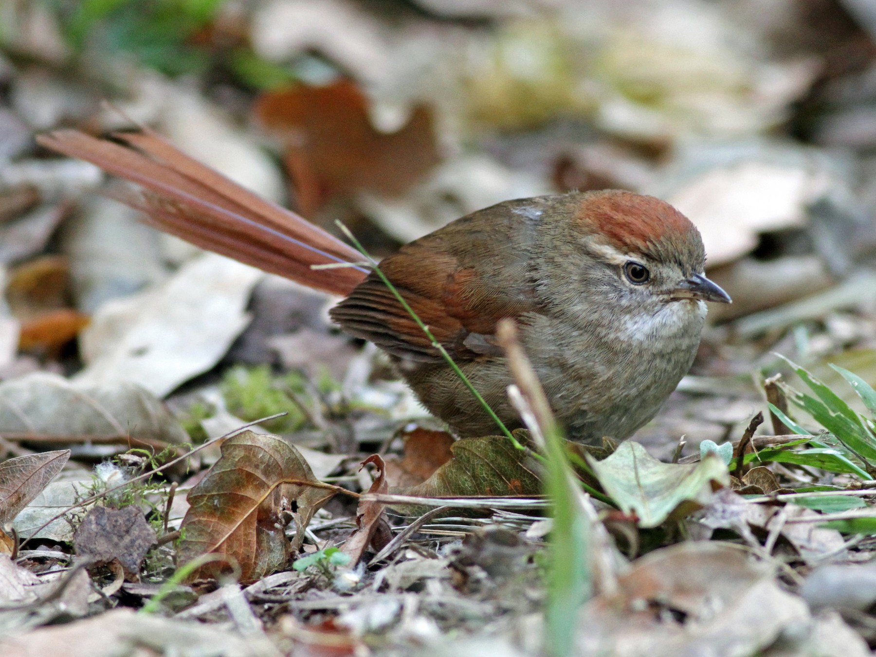 Azara's Spinetail - eBird