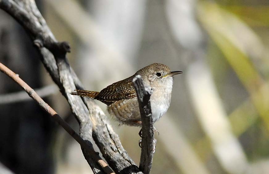 eBird Checklist - 4 May 2017 - Brett Gray Ranch (restricted access ...