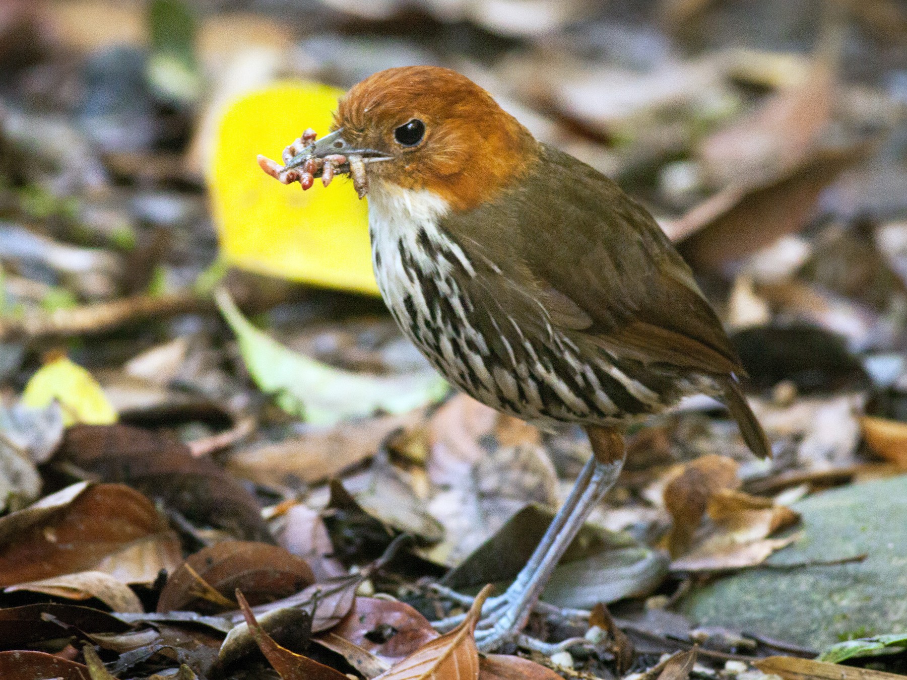 Chestnut-crowned Antpitta - eBird