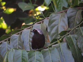 Gray-headed Nigrita - Nigrita canicapillus - Birds of the World