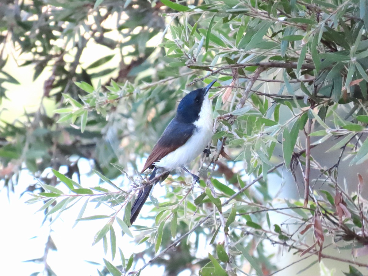 eBird Checklist - 8 May 2023 - Bowenville Reserve (Wainui) - 17 species