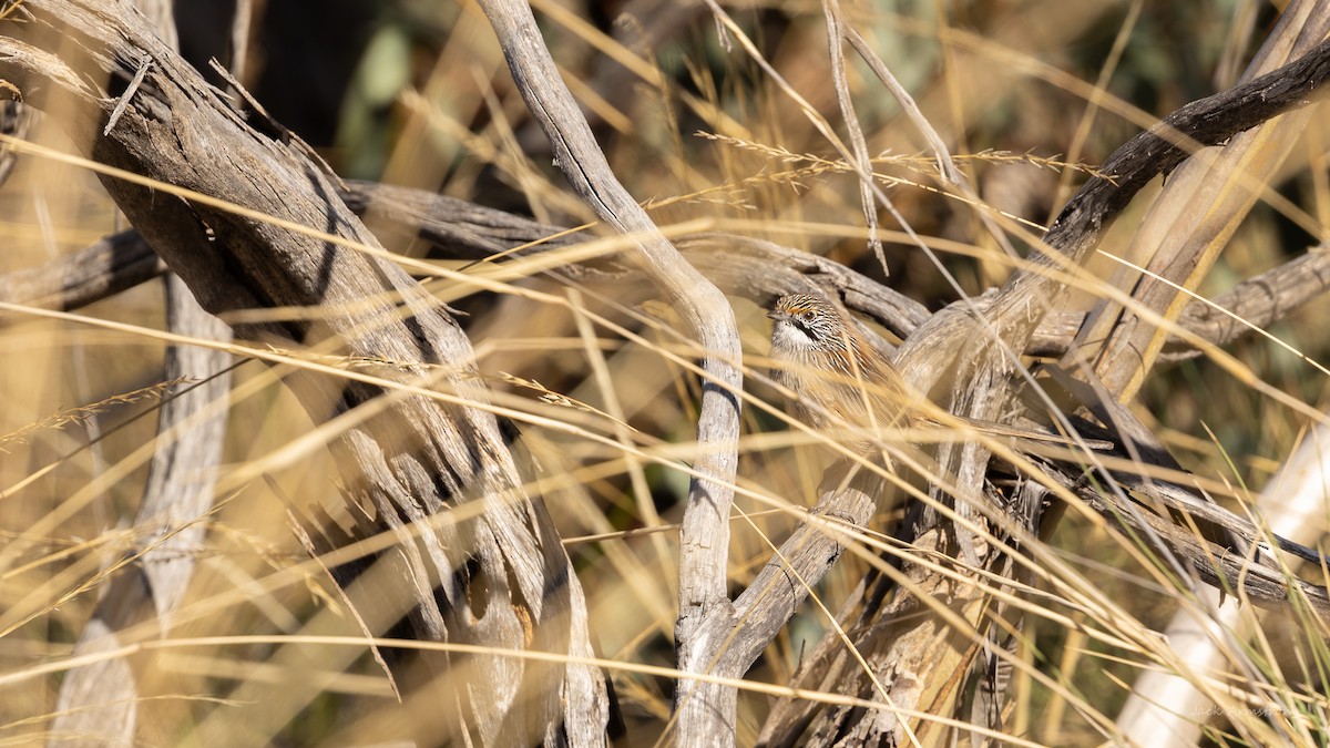 eBird Checklist - 8 May 2023 - Hattah-Kulkyne National Park--Nowingi ...