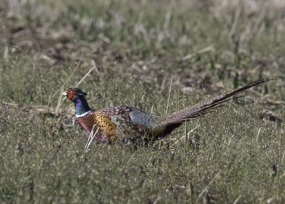 eBird Checklist - 26 Apr 2023 - SBEAS Point Count, Pokagon Band Tribal ...