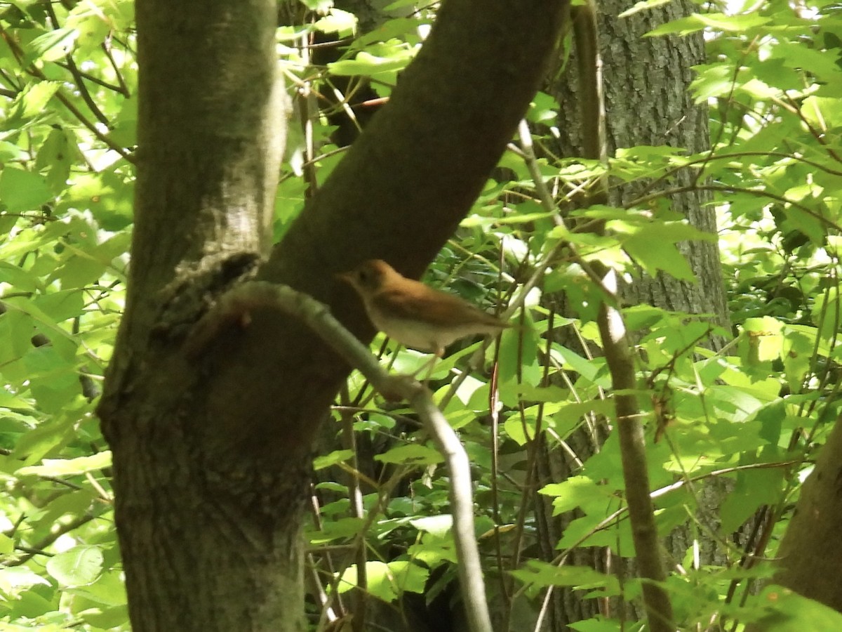 Maryland-DC Breeding Bird Atlas Checklist - 8 May 2023 - Sawmill Creek ...