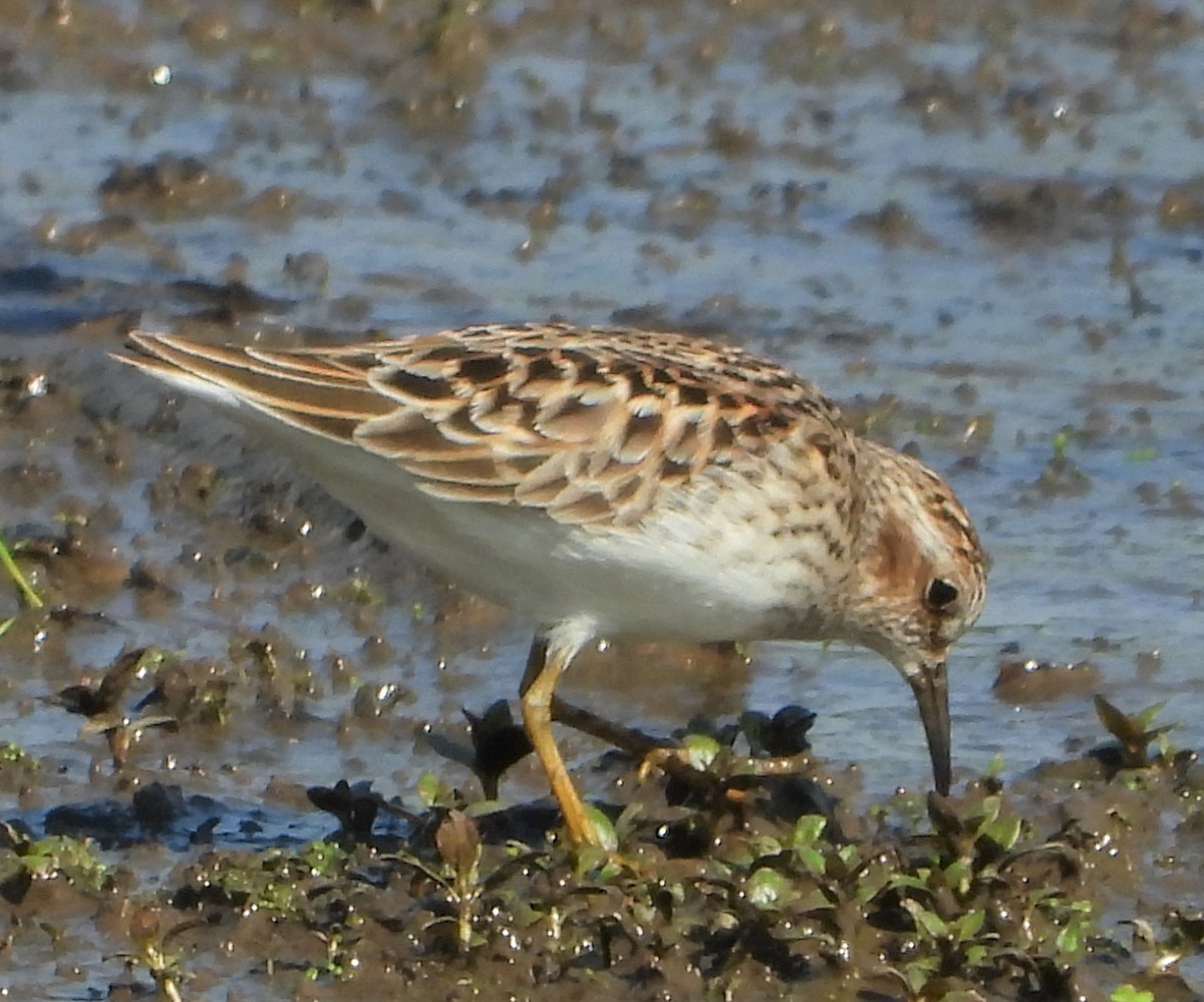 eBird Checklist - 8 May 2023 - Mammoth Park - 37 species