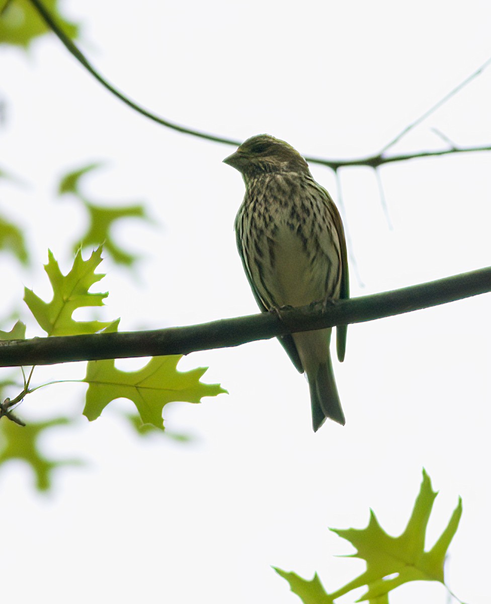 New York Breeding Bird Atlas Checklist - 7 May 2023 - Central Park--The ...