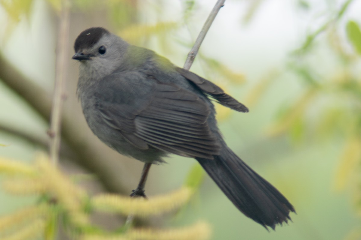 eBird Checklist - 8 May 2023 - Castalia Duck Pond, Castalia US-OH (41. ...