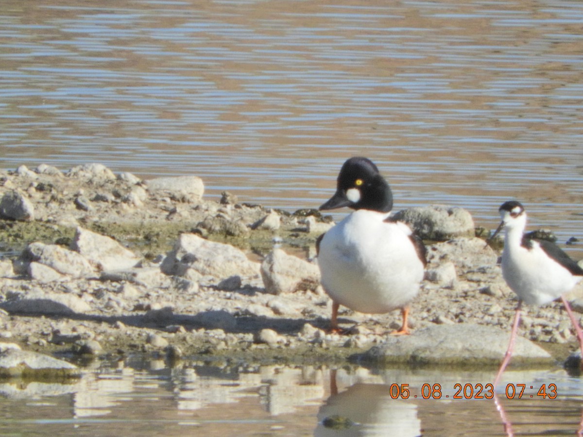 eBird Checklist - 8 May 2023 - Henderson Bird Viewing Preserve - 41 species