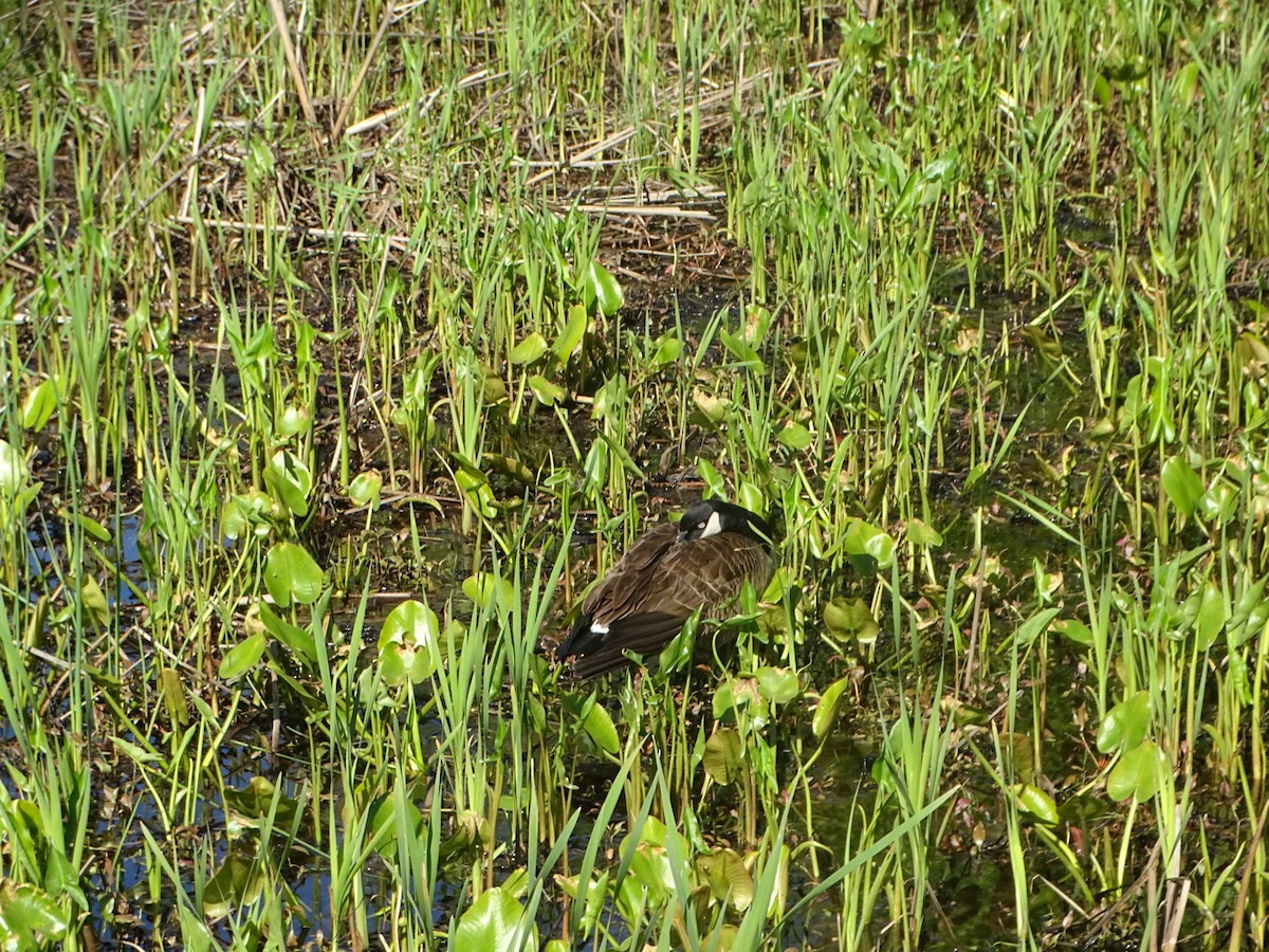 eBird Checklist - 8 May 2023 - Great Swamp NWR--Wildlife Observation ...