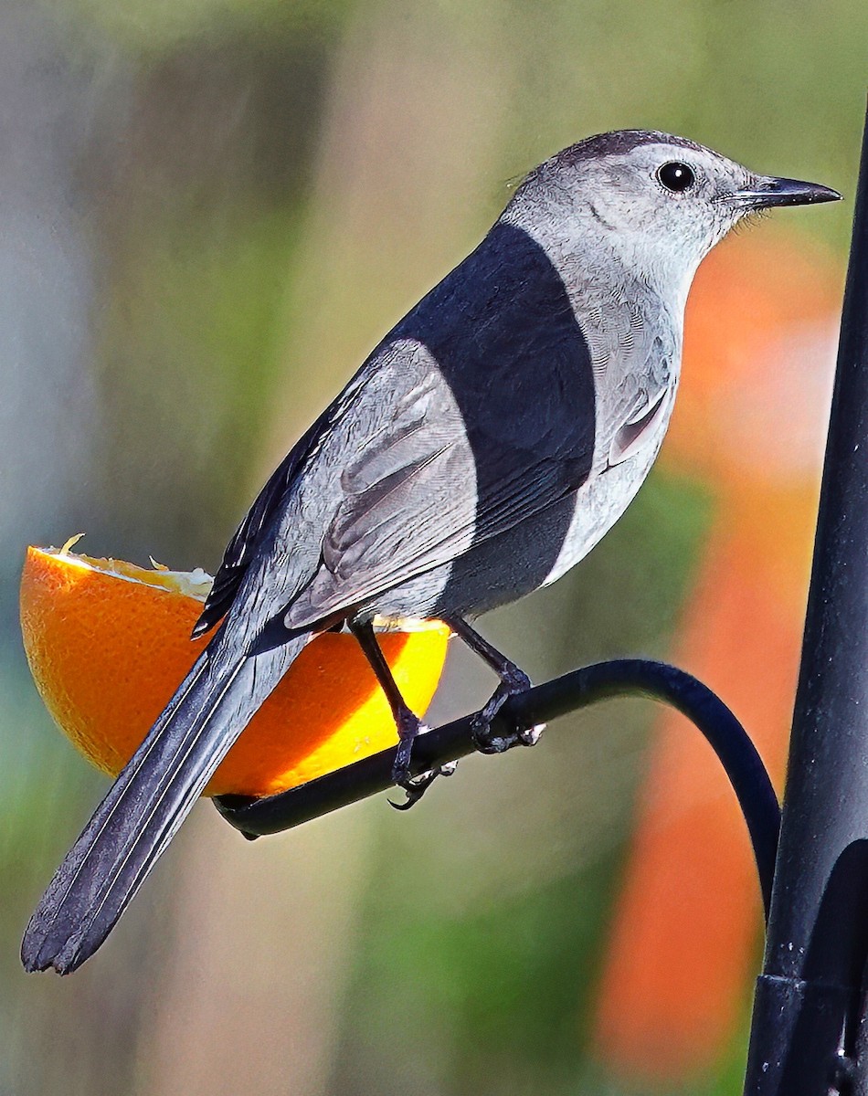 eBird Checklist - 8 May 2023 - Waneka Lake/Greenlee Preserve - 12 species