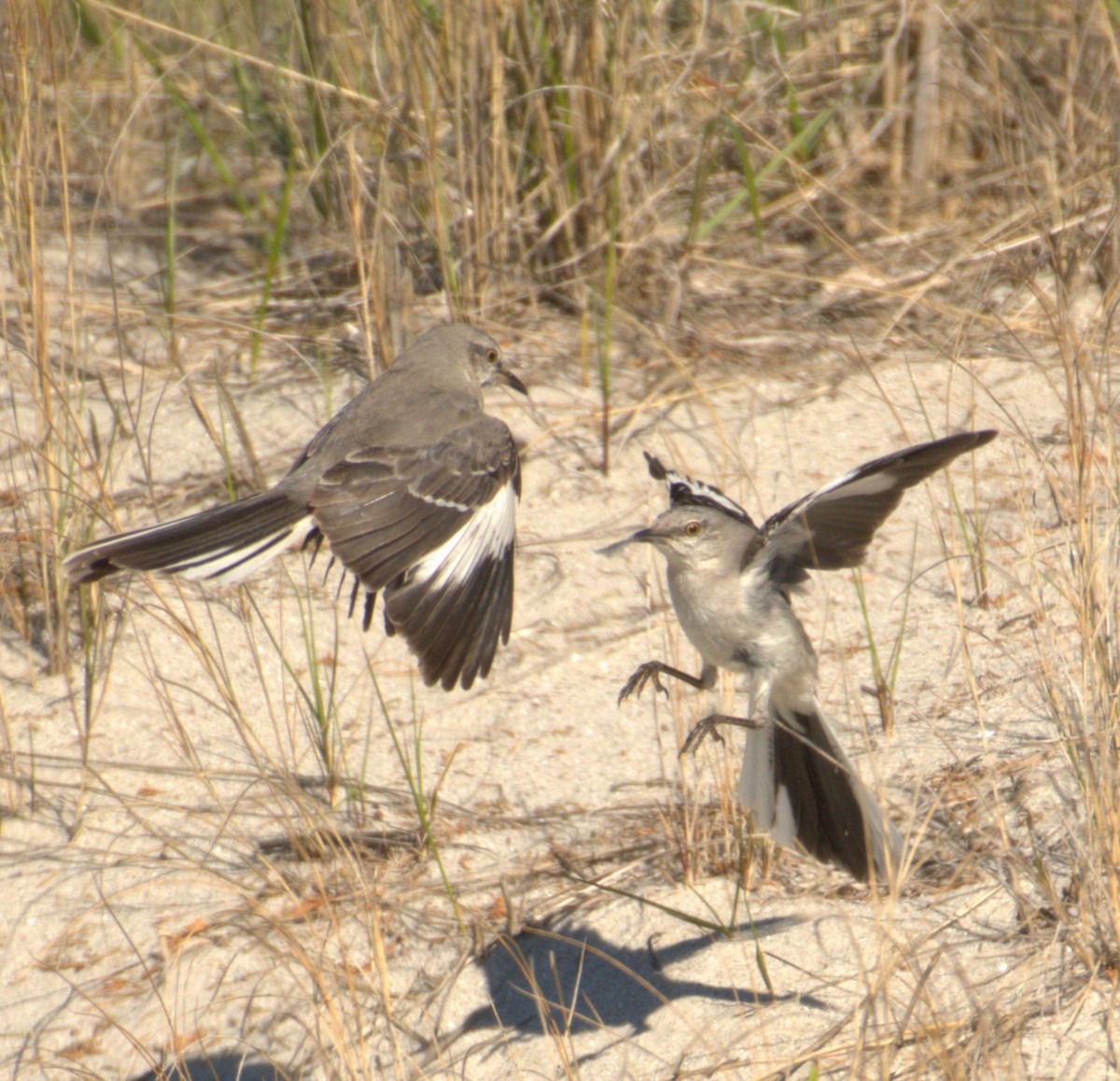 eBird Checklist - 6 May 2023 - Long Beach - 8 species (+1 other taxa)