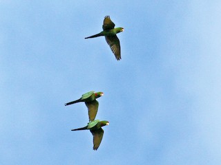 Scarlet-fronted/Cordilleran Parakeet - eBird