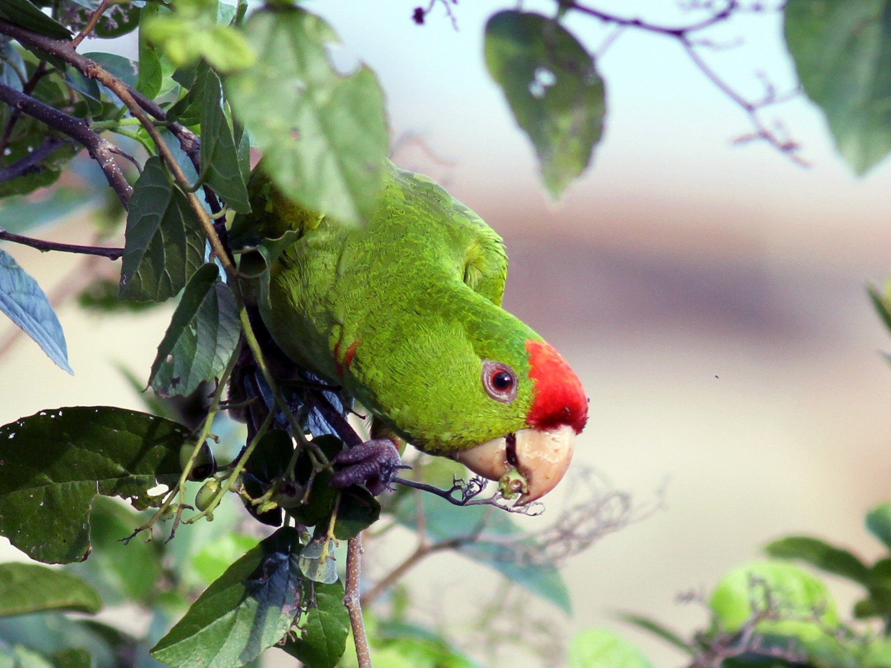Scarlet-fronted/Cordilleran Parakeet - eBird