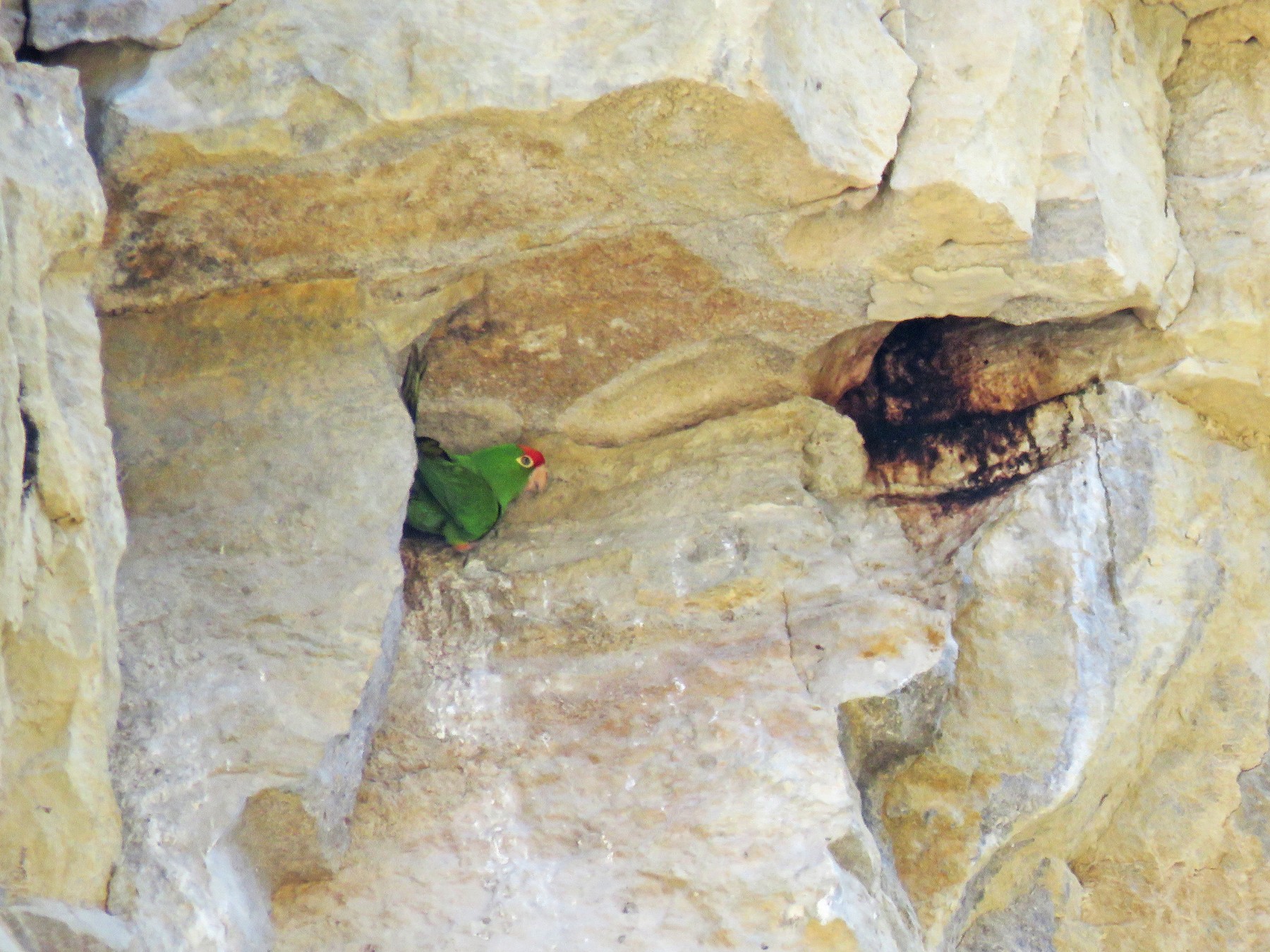 Scarlet-fronted/Cordilleran Parakeet - eBird