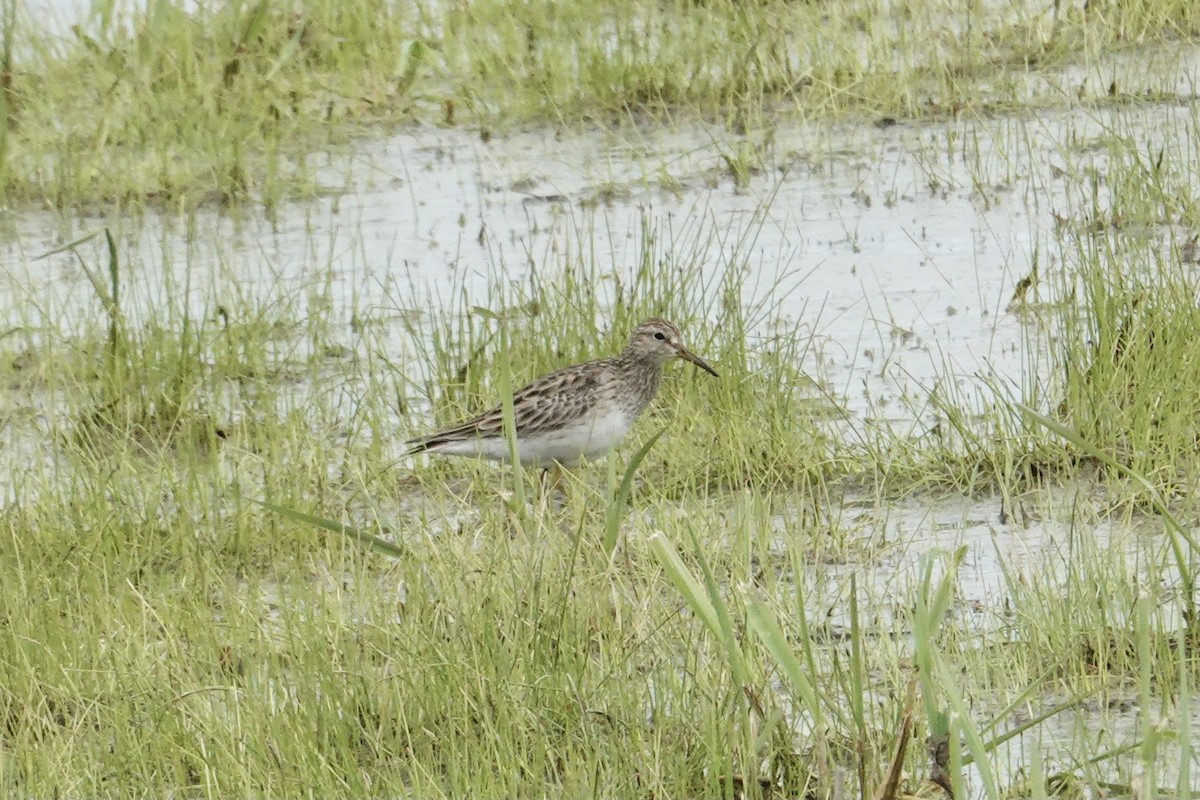 eBird Checklist - 8 May 2023 - 10693–10999 Littlefield Rd, Blanchard US ...