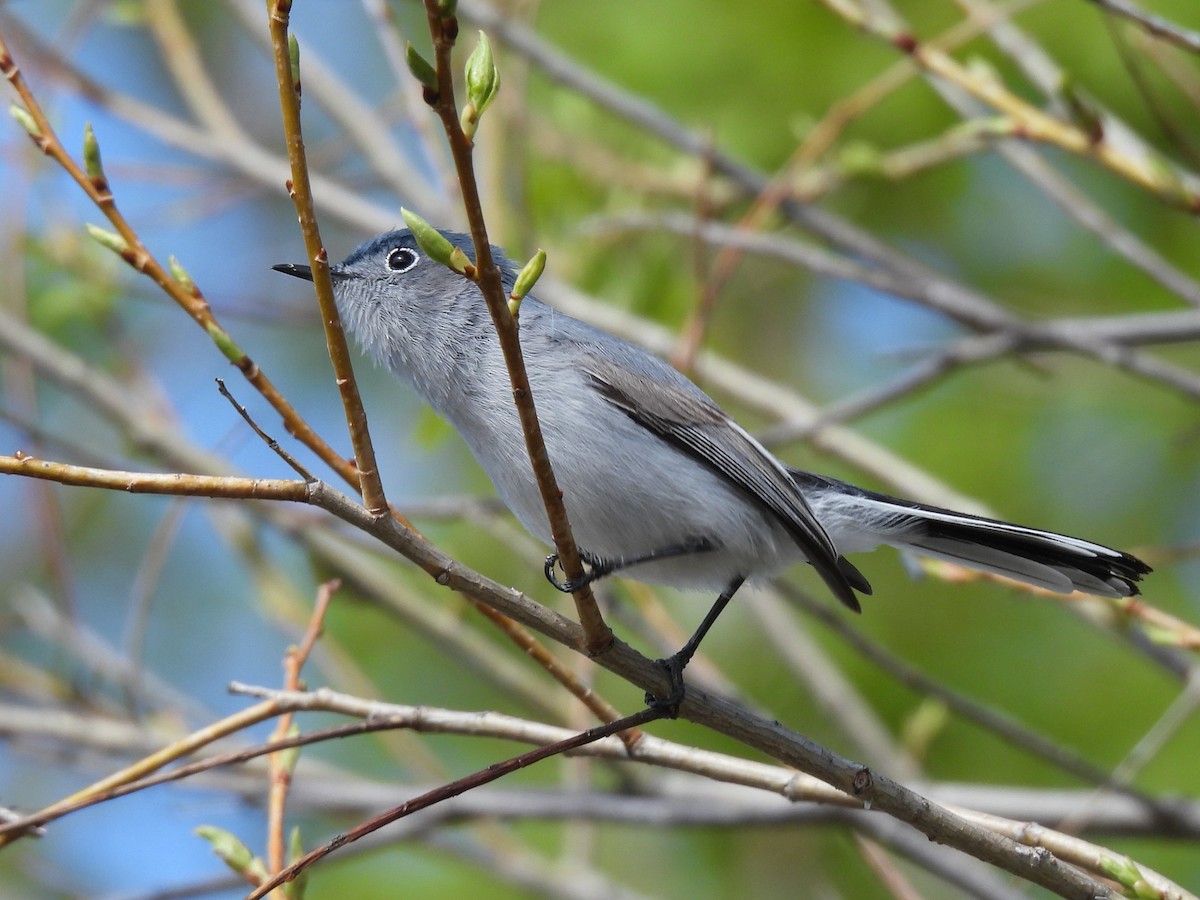 eBird Checklist - 8 May 2023 - Avimor--Spring Valley Creek Trail - 28 ...