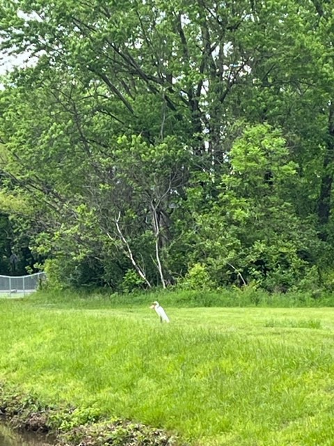 eBird Checklist - 8 May 2023 - Alpha "Hot Rod Heaven" neighborhood KY ...