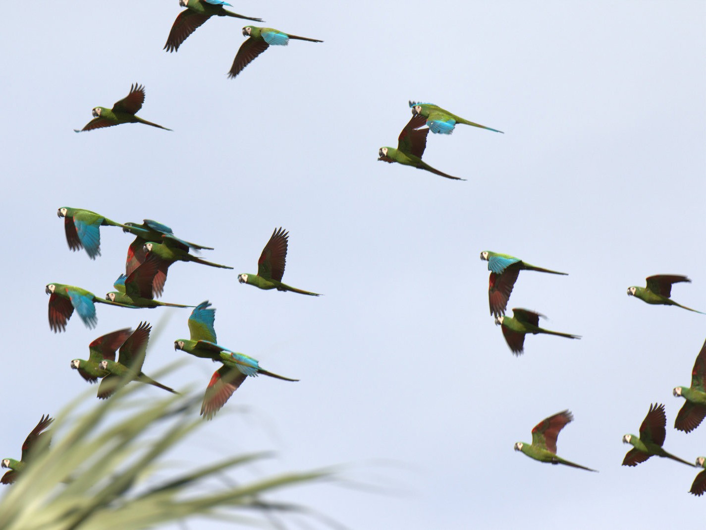 Chestnut-fronted Macaw - eBird