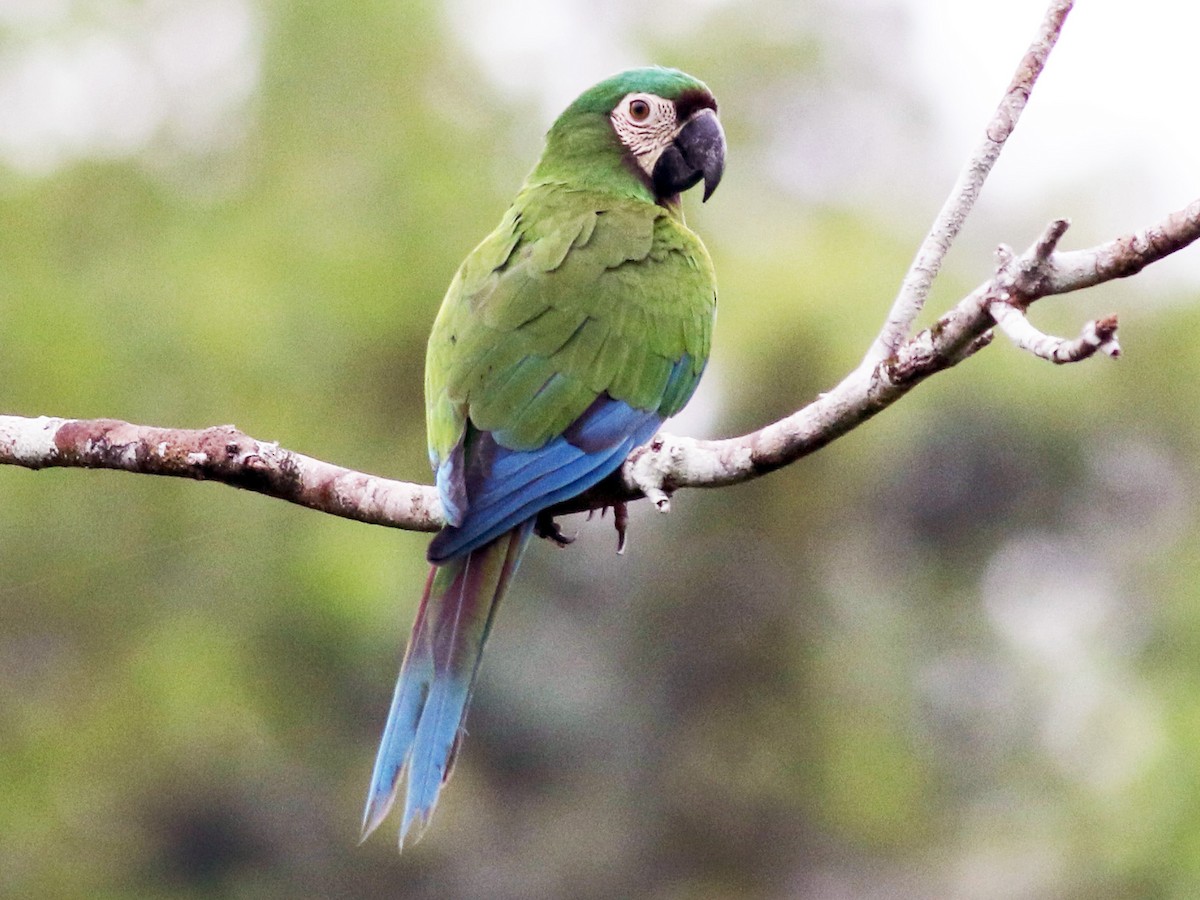 Chestnut-fronted Macaw - Ara severus - Birds of the World