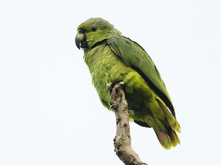 Amazona Mercenaria - eBird
