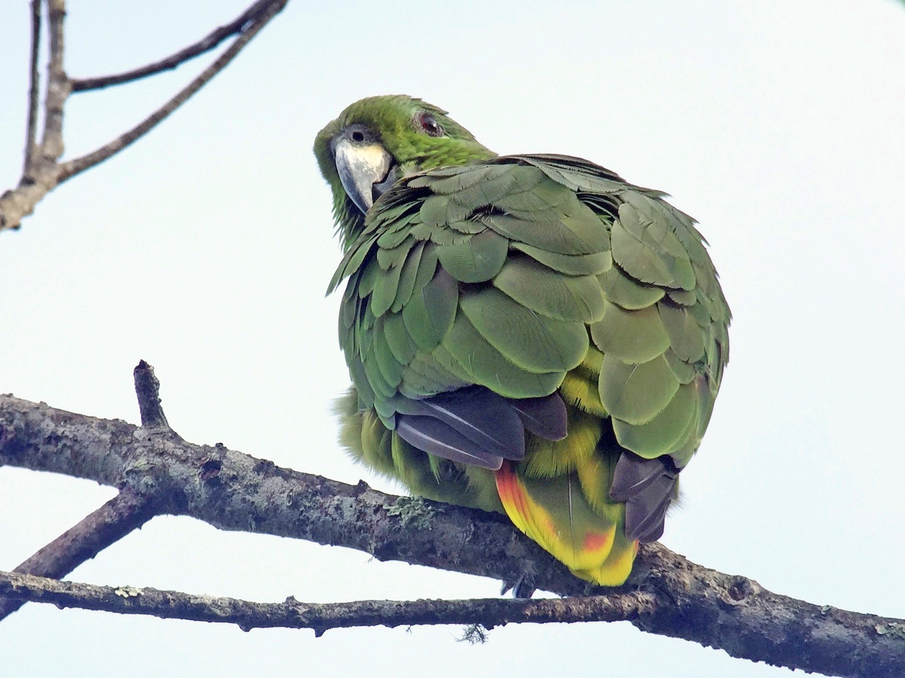 Loro Verde - eBird