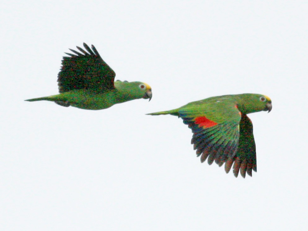 Yellow-crowned Parrot - eBird