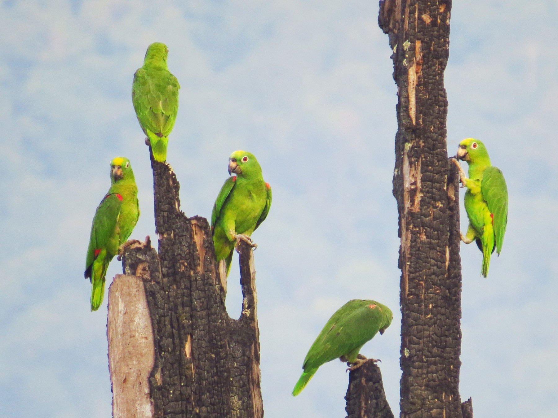 Yellow-crowned Parrot - eBird