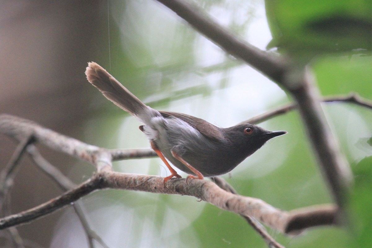 Sharpe's Apalis - Apalis sharpii - Birds of the World