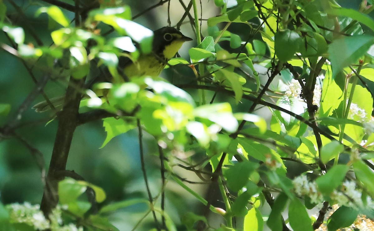 eBird Checklist - 8 May 2023 - Lynnhaven House & Colonial Education ... eBird Checklist - 8 May 2023 - Lynnhaven House & Colonial Education ...