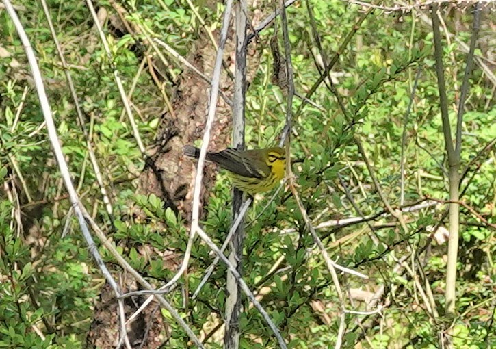 eBird Checklist - 8 May 2023 - Presque Isle SP (IBA) - 60 species
