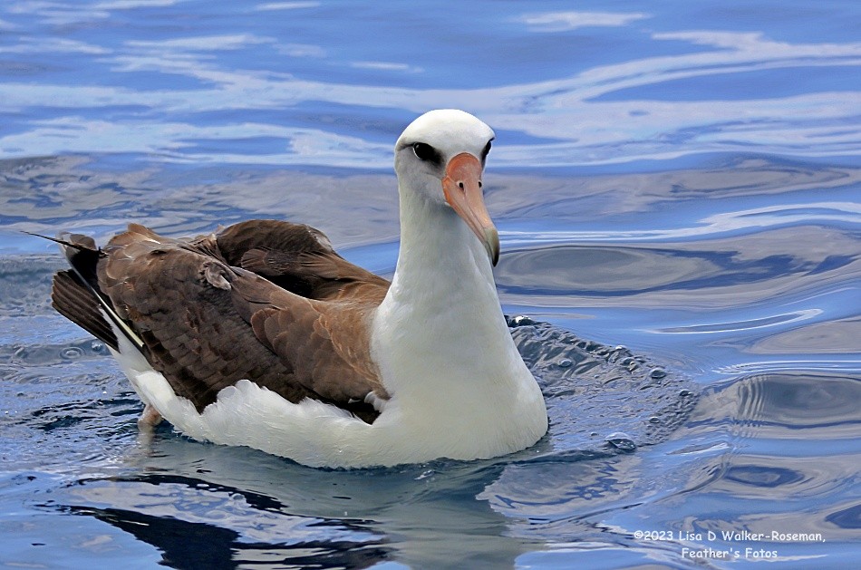 eBird Checklist - 7 May 2023 - Chum location 1 7 May 2023 pelagic39 ...