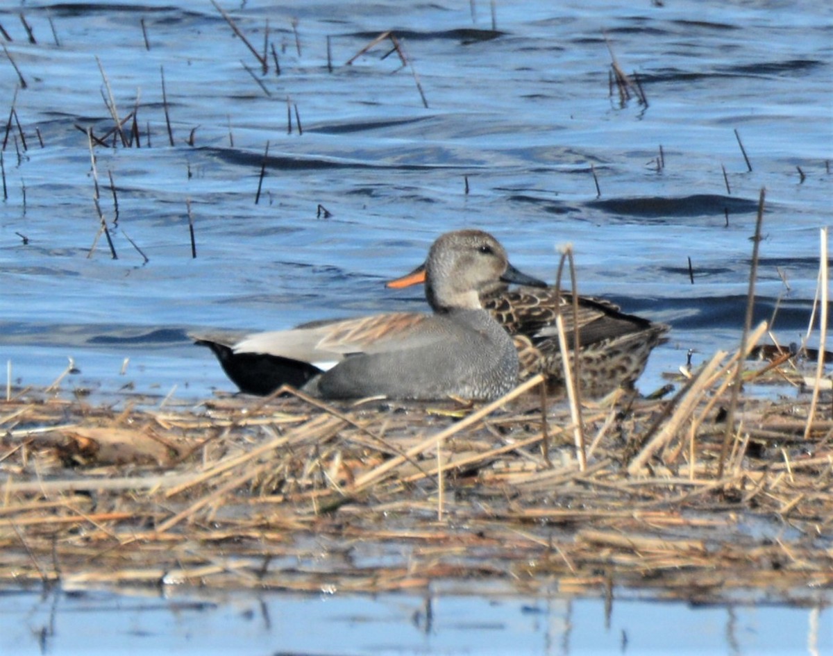 eBird Checklist - 5 May 2023 - Fish Lake SWA (general) - 32 species