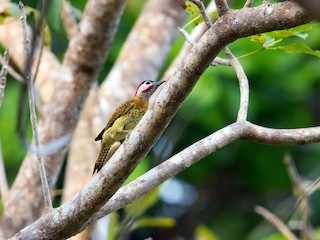 Carpintero Moteado - eBird