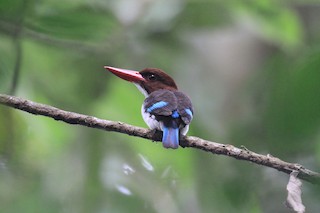 Chocolate-backed Kingfisher - Halcyon badia - Birds of the World